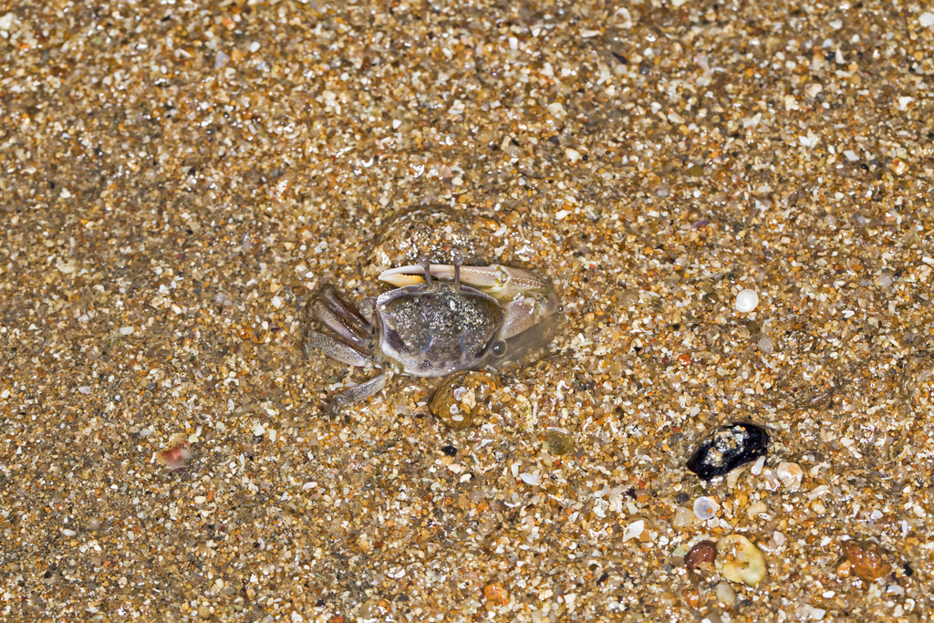 Northern Calling Fiddler Crab from 香港大嶼山 on March 31, 2021 at 05:18 PM ...