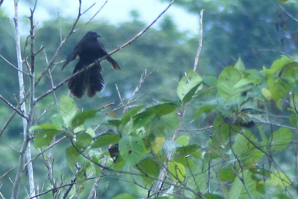 Lesser Black Coucal from Nimbokrang, Jayapura, Papua, Indonésie on ...