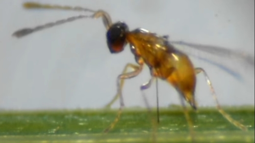 Genus Anagrus · iNaturalist