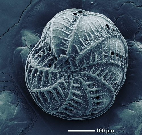 Family Notorotaliidae · iNaturalist