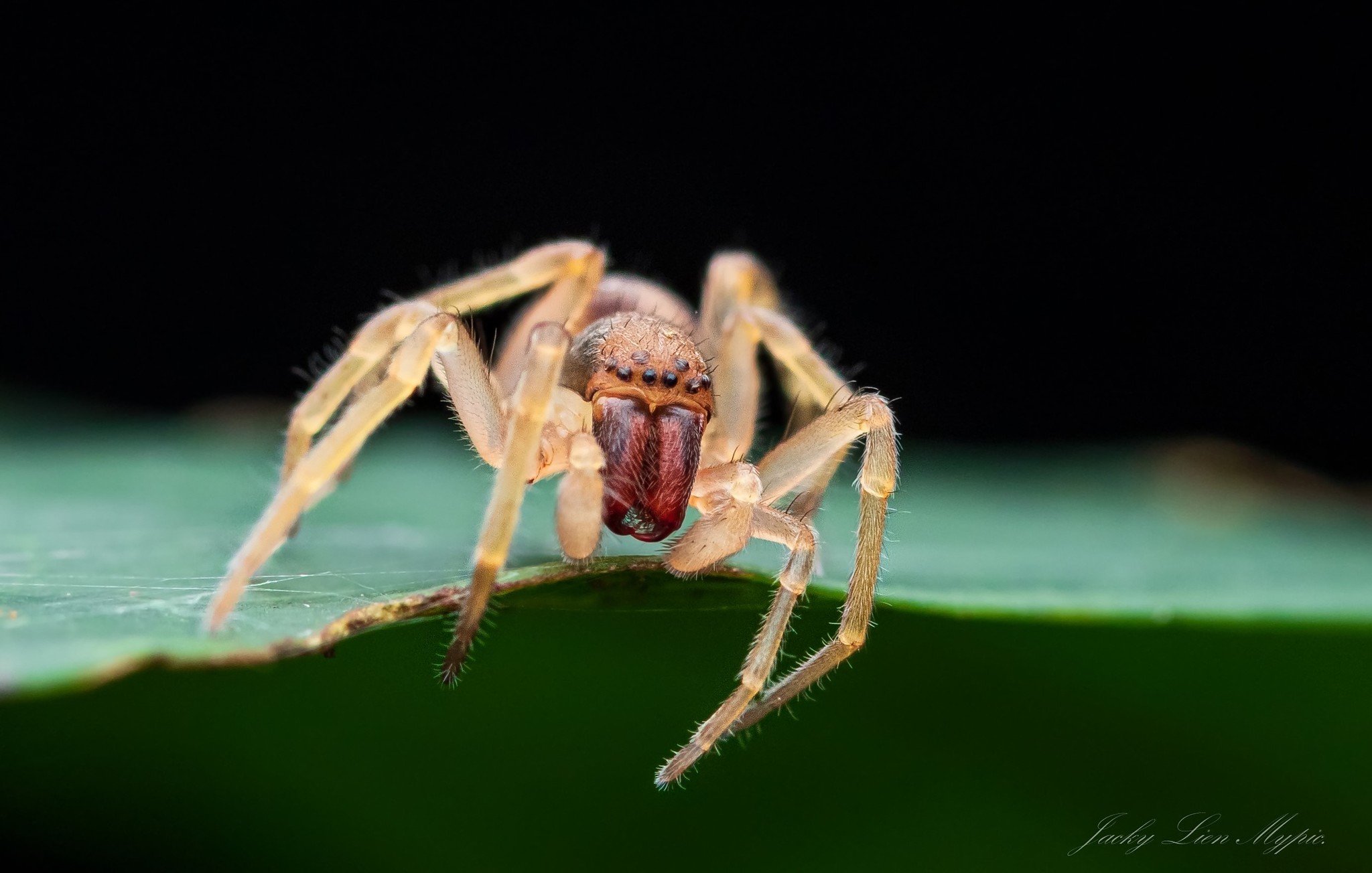 Clubiona robusta L.Koch, 1873