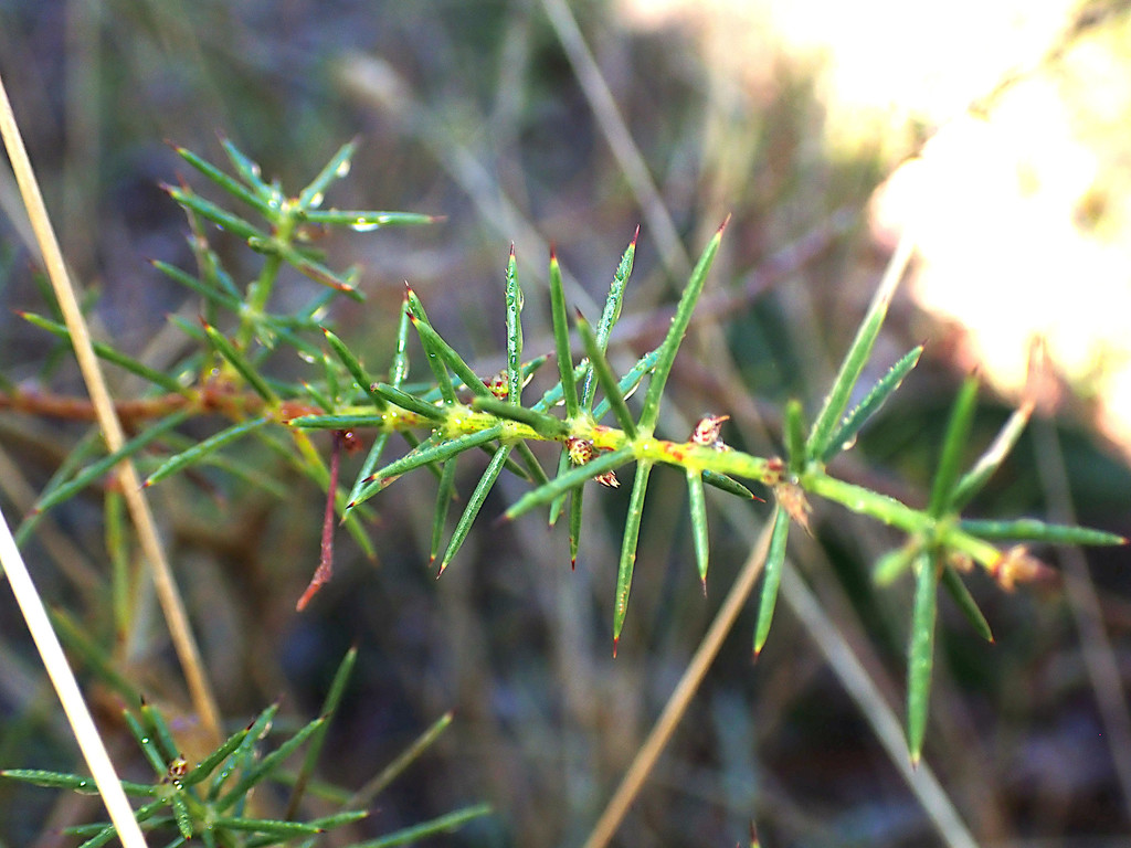 Prickly moses from Christmas Hill Native Forest Reserve, SA, Australia ...