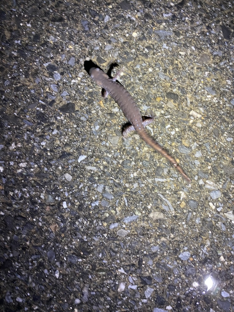 Unisexual Mole Salamander from Bellsqueeze Rd, Winslow, ME, US on April ...