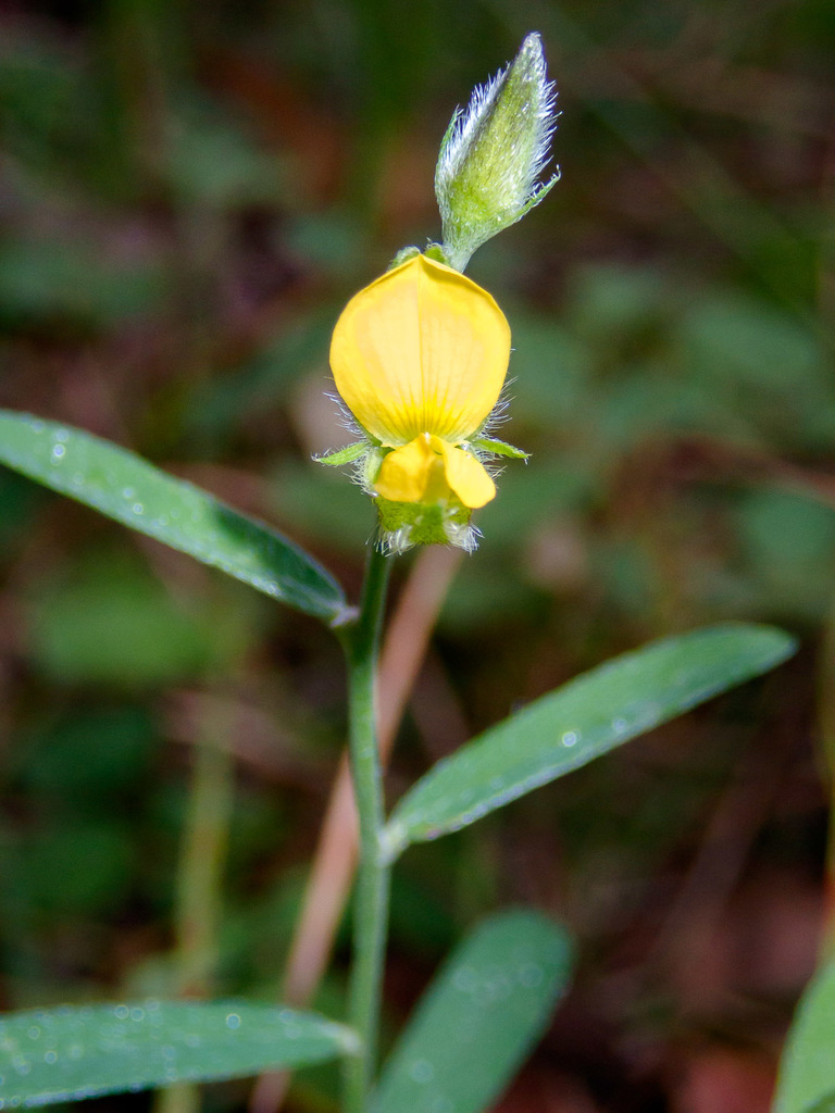 short-leaved rattlepod (Kidston) · iNaturalist