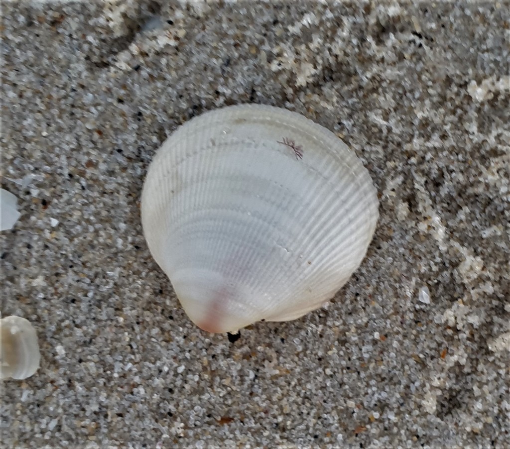 Common Southern Cockle from Sydney NSW, Australia on April 01, 2021 at ...