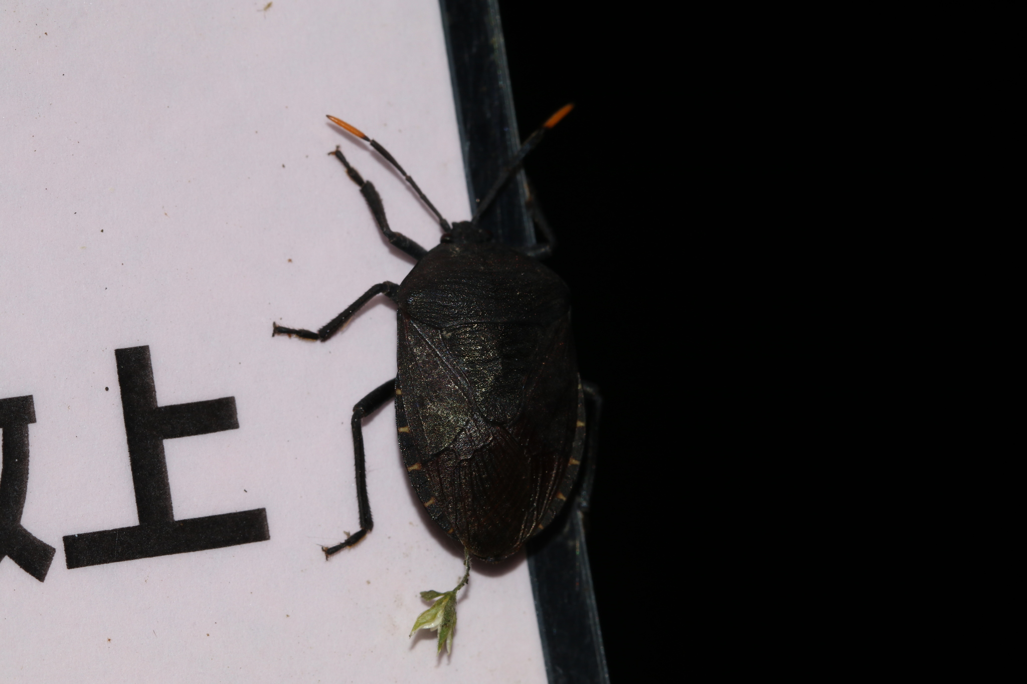 Coridius chinensis (Dallas, 1851)