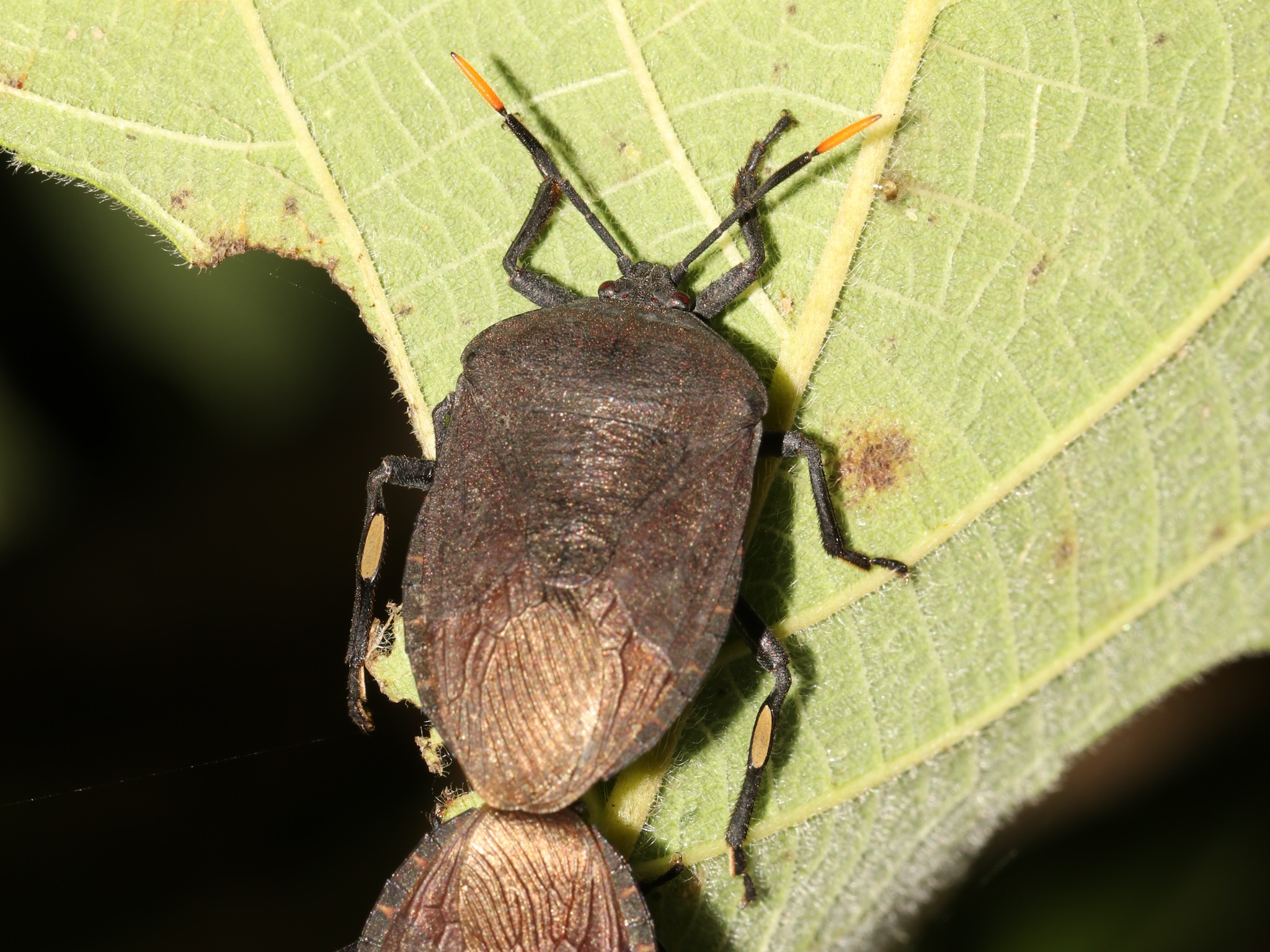 Coridius chinensis (Dallas, 1851)