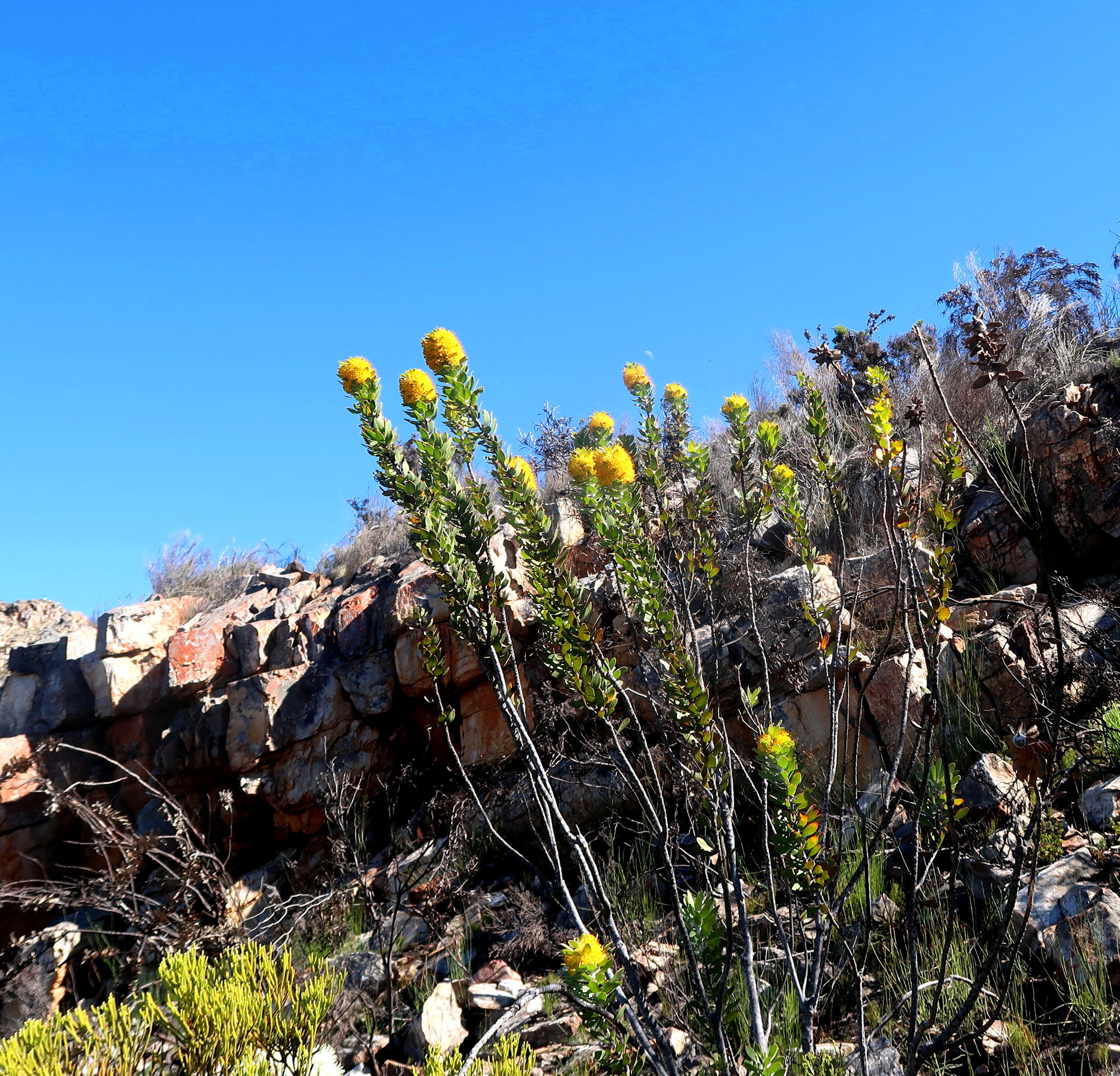 Mimetes chrysanthus Rourke