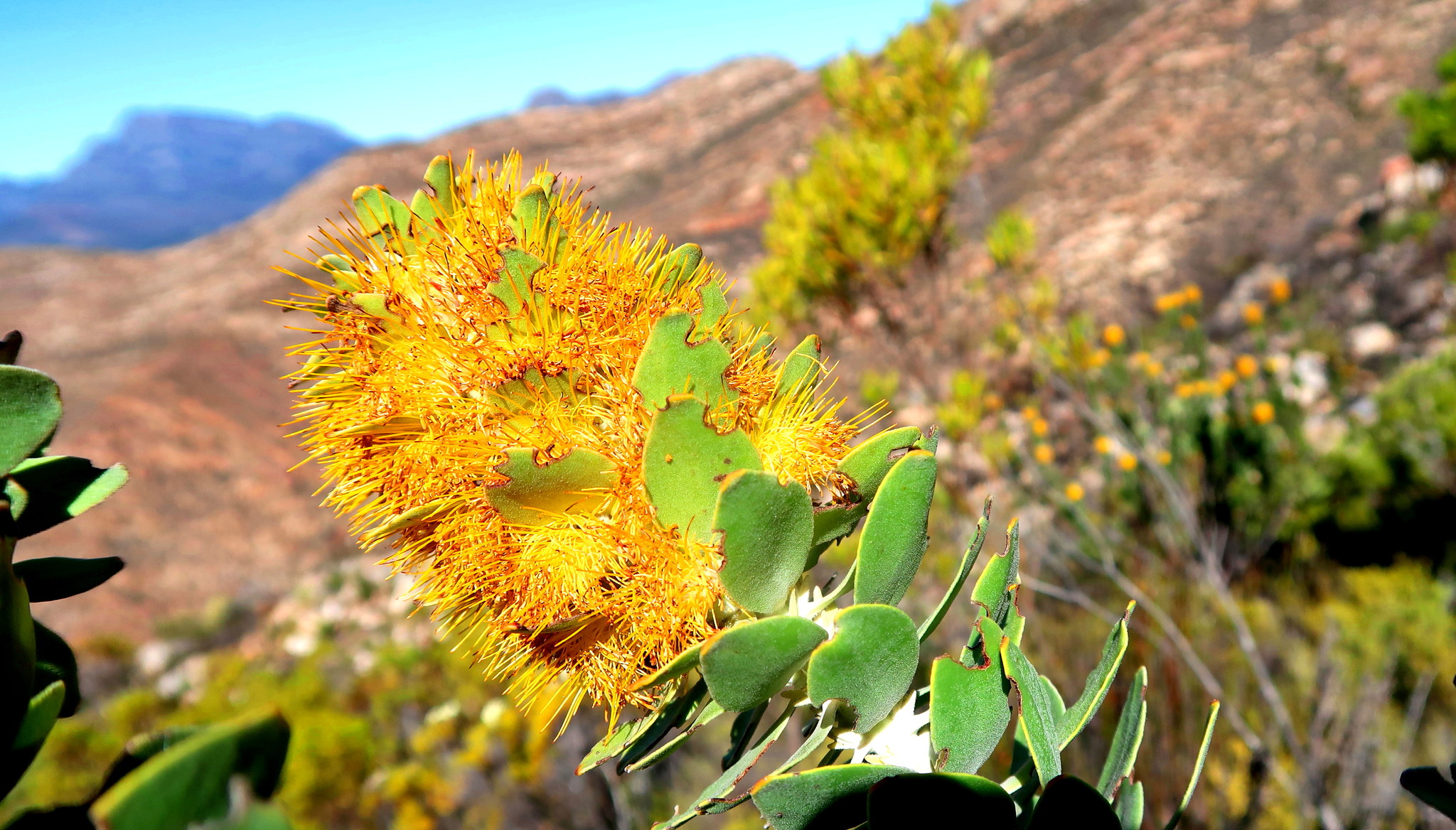 Mimetes chrysanthus Rourke