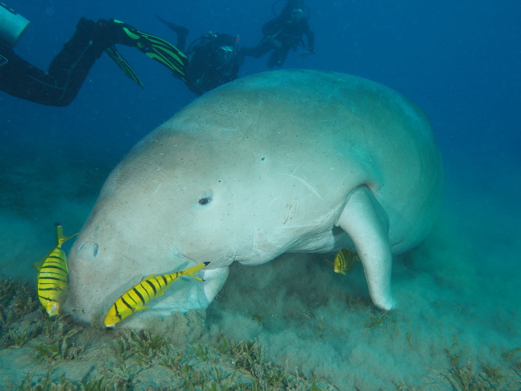Dugong (Dugong dugon) - Know Your Mammals
