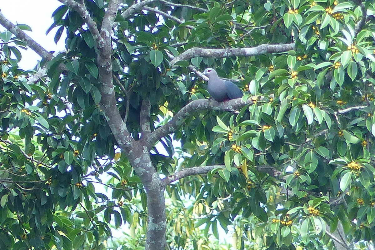 Ducula pinon (Gaimard, 1823)