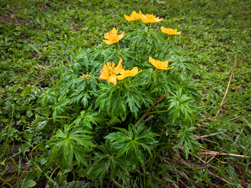 Trollius patulus · iNaturalist