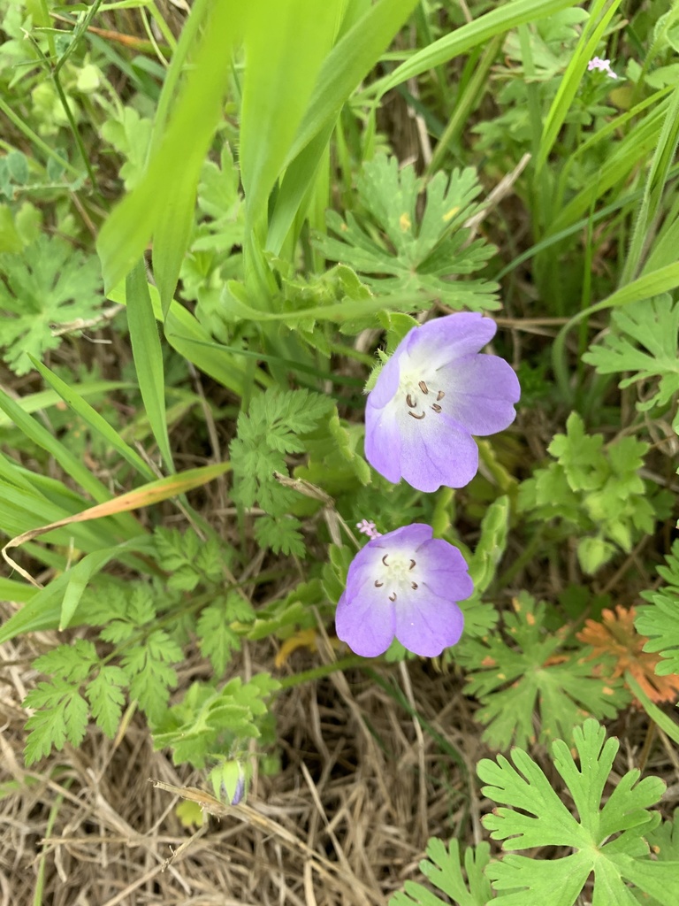 Texas baby blue eyes from FM-153, Smithville, TX, US on March 30, 2021 ...