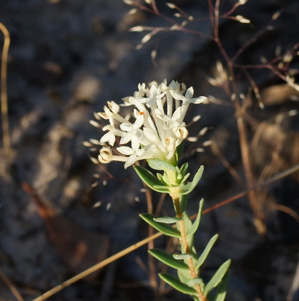 Common Rice-flower from Ledcourt VIC 3385, Australia on November 7 ...