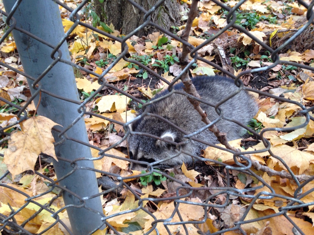 Morbillivirus Canine Distemper Virus from 31 Knotty Pine Trail, Markham ...
