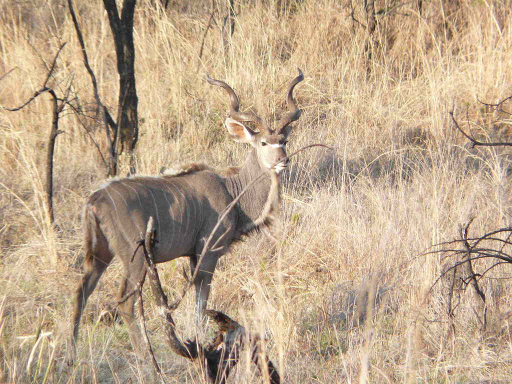 Southern Greater Kudu from Dambari Field Station, Zimbabwe on November ...