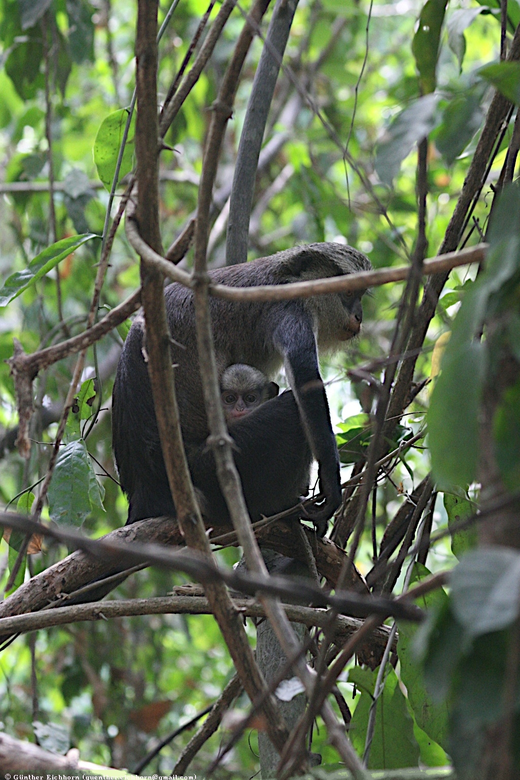 Cercopithecus lowei Thomas, 1923
