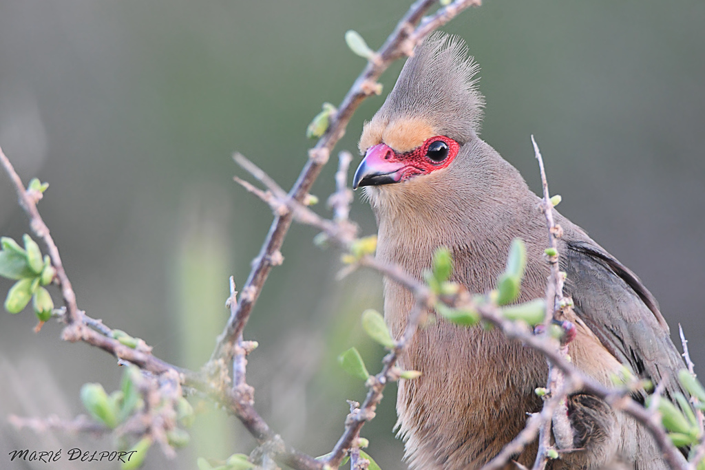 Red-faced Mousebird (Erica) · iNaturalist