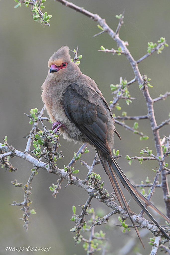 Mousebirds (Coliiformes) - Avian Discovery