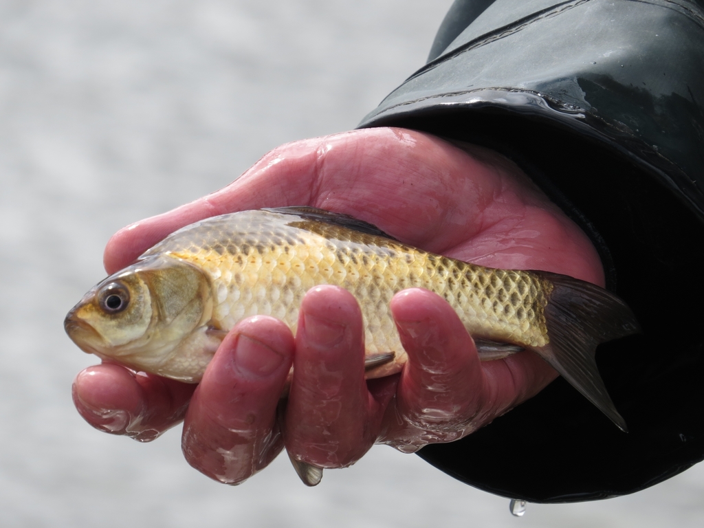 Goldfish from Mentor Marsh on April 1, 2021 at 12:20 PM by Sam O ...