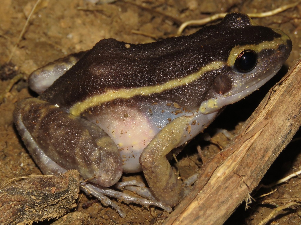 Rana selvática listada (Especies de Anfibios del Meta, Colombia ...