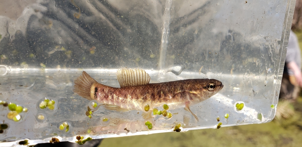 Central Mudminnow (SD Fish Passage Guide ) · iNaturalist