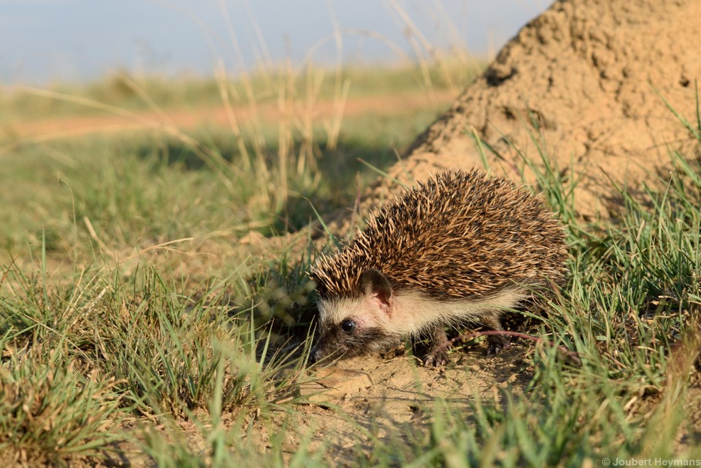 Southern African Hedgehog (Atelerix frontalis) - Know Your Mammals
