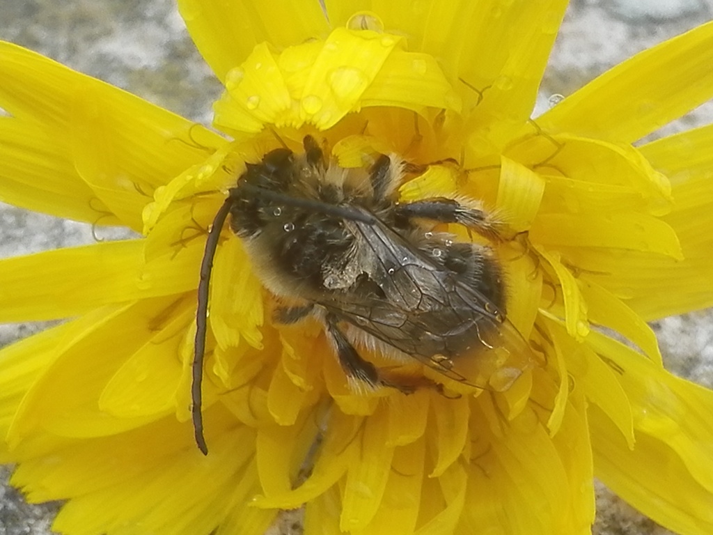 Eucera from Lisbon, Portugal on April 1, 2021 at 11:54 AM by Maria ...