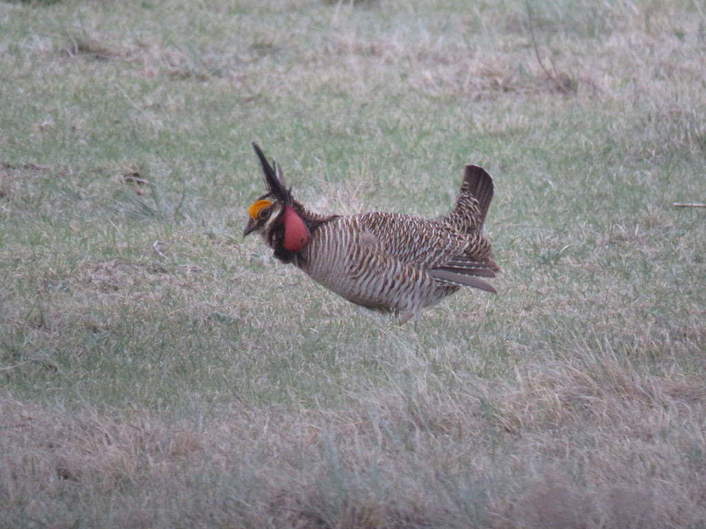Lesser Prairie-Chicken in April 2019 by Oliver Komar · iNaturalist