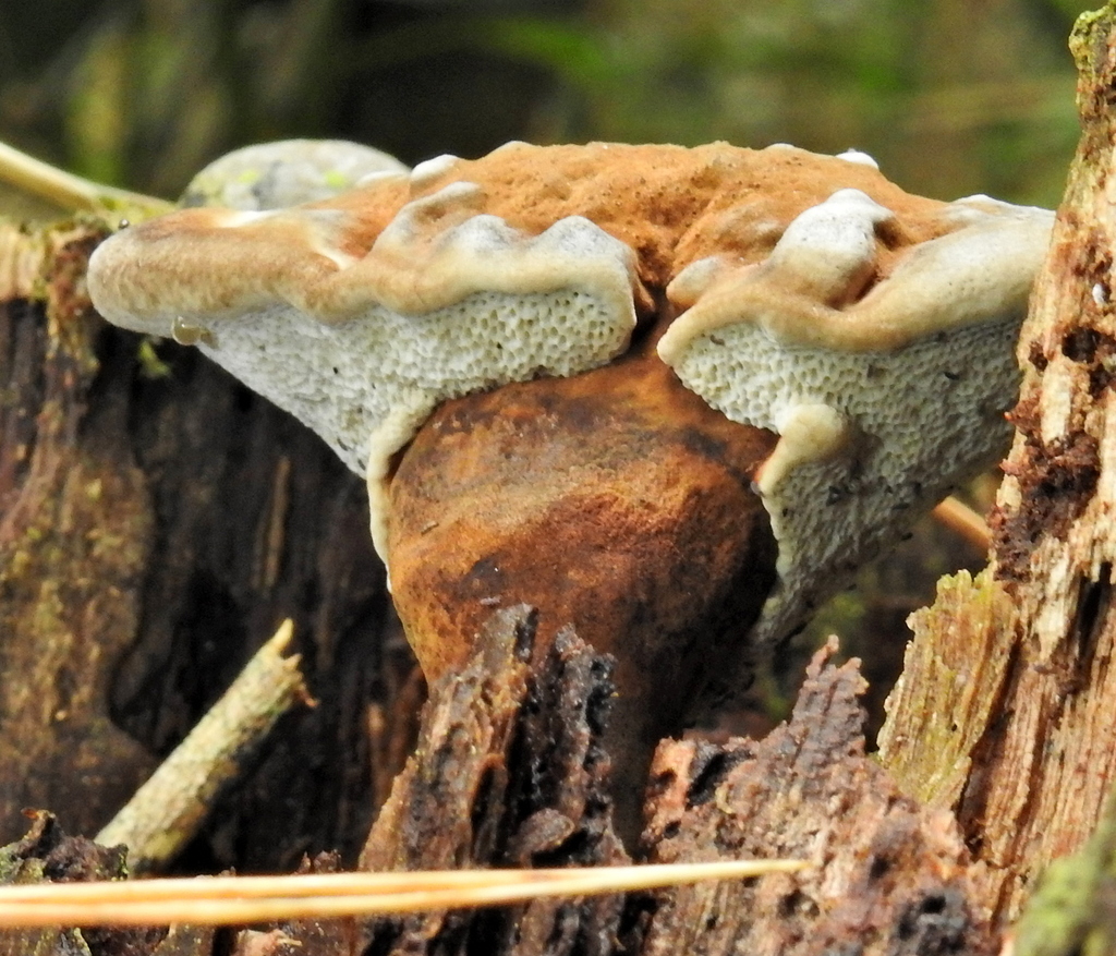 Lignosus sacer (Fungi of southern Africa) · iNaturalist