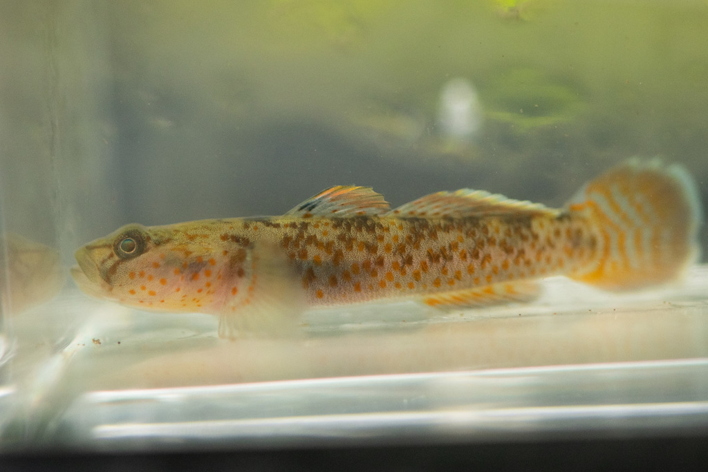 Red-spotted Goby from 新福圳,桃園大溪, Daxi, Taoyuan City, Taiwan on April 01 ...