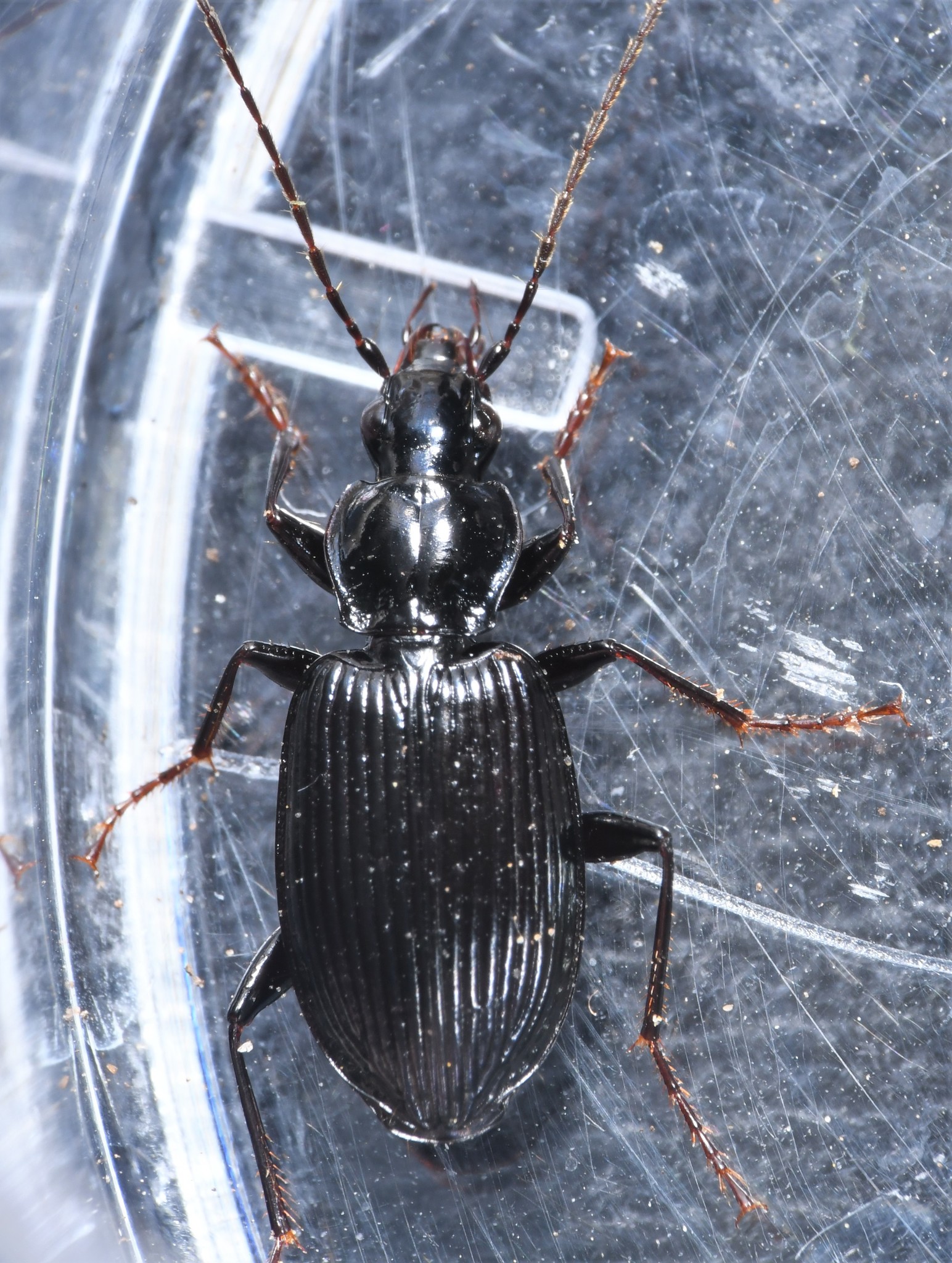 Platynus decentis (Say, 1823)