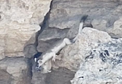Long-tailed Weasel from Bodie Mountain Wilderness Study Area ...