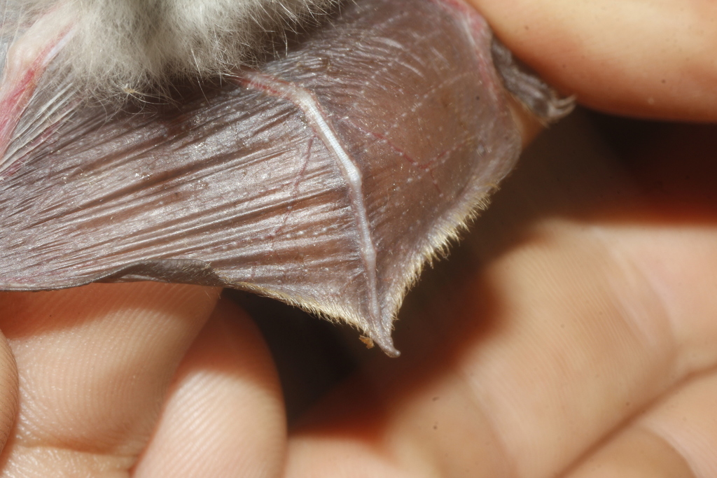 Fringed Myotis (Myotis thysanodes) - Know Your Mammals