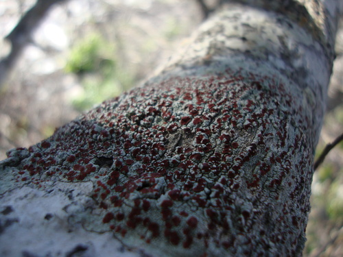 Ramboldia haematites · iNaturalist