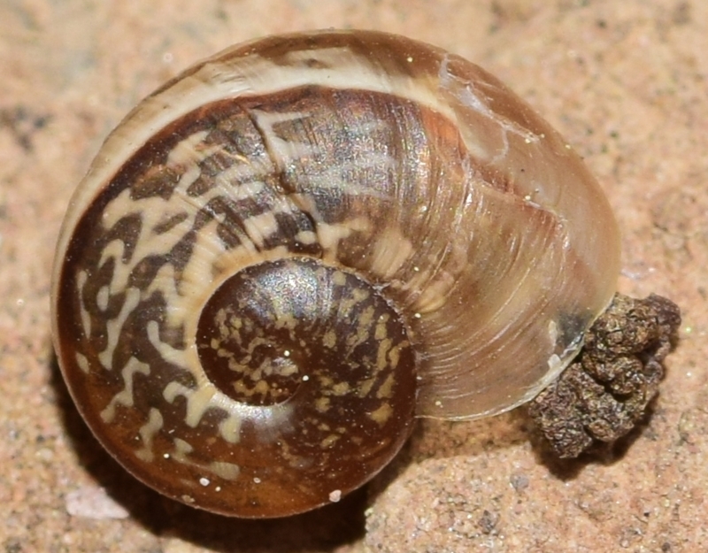 Iberus alonensis (A.Férussac, 1821)