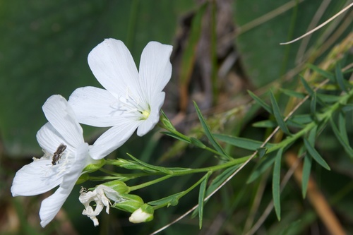 Rauhuia (Variety Linum monogynum monogynum) · iNaturalist