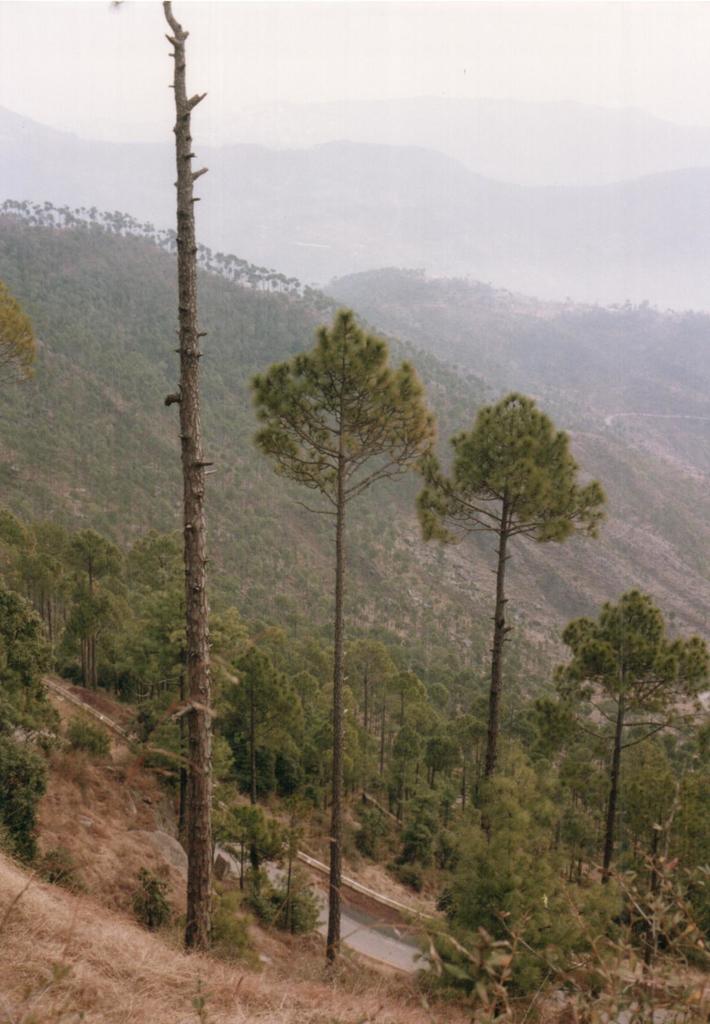 Chir pine (Flora of Chandragiri) · iNaturalist