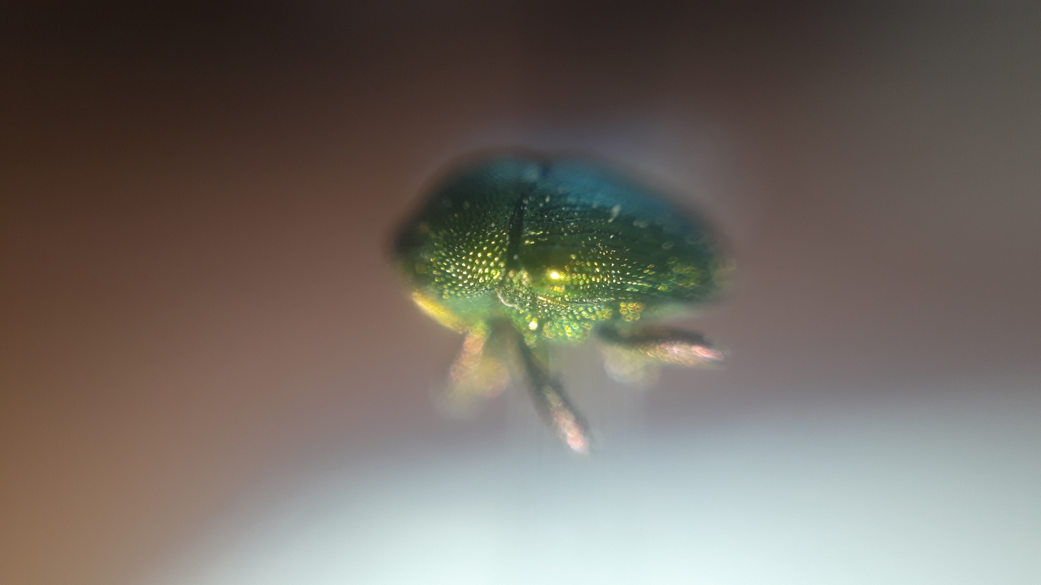 Eurhinus J.C.W.Illiger, 1808