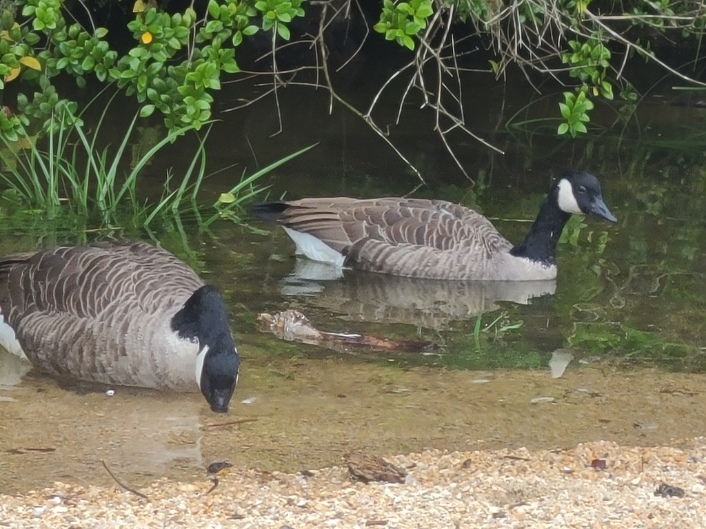Giant Canada Goose (Branta canadensis maxima) - Avian Discovery