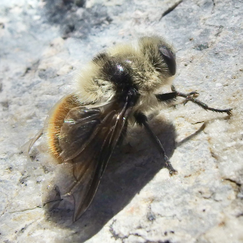 Cephenemyia pratti · iNaturalist