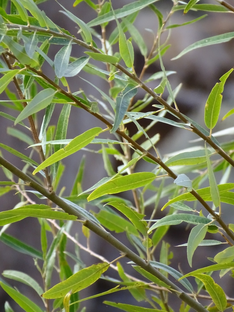 red willow (Salix laevigata) - Botanical Realm