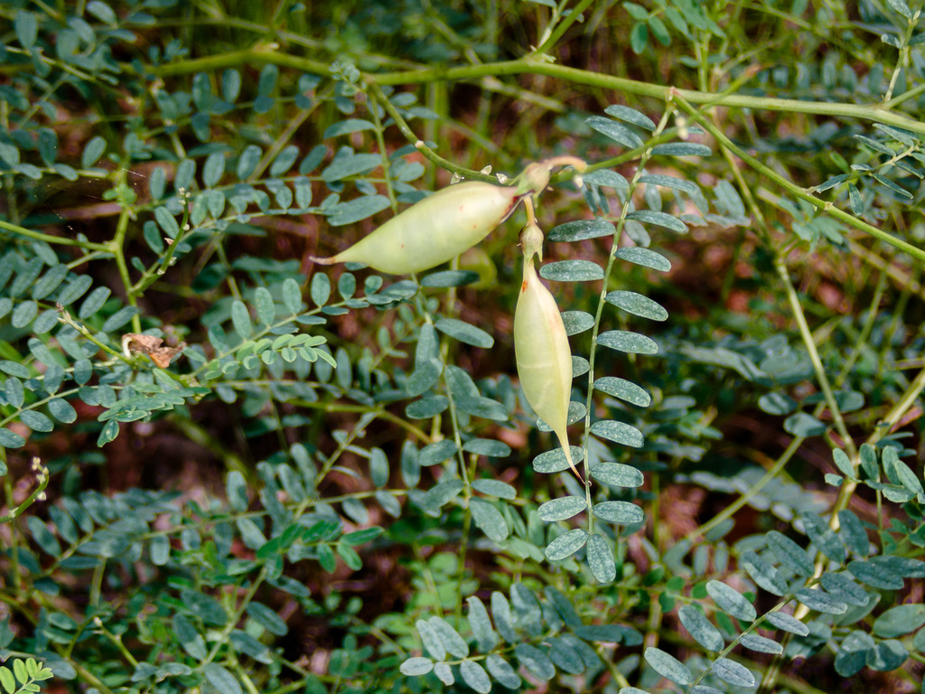 Smooth Darling Pea (Swainsona galegifolia) - Botanical Realm