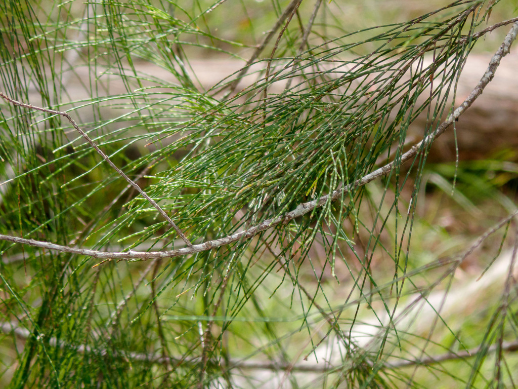 Forest sheoak from Numinbah Valley QLD 4211, Australia on April 1, 2021 ...