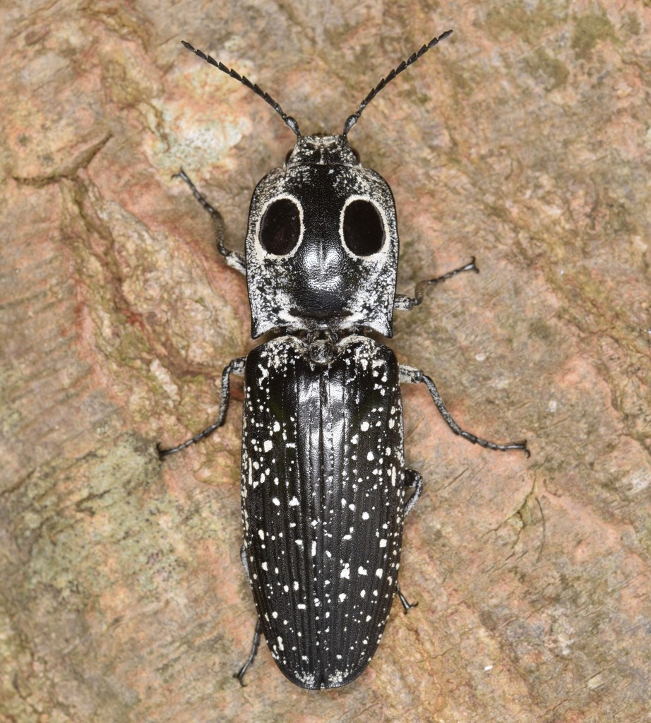 Eastern Eyed Click Beetle (Click Beetles [Elateridae] of Georgia ...