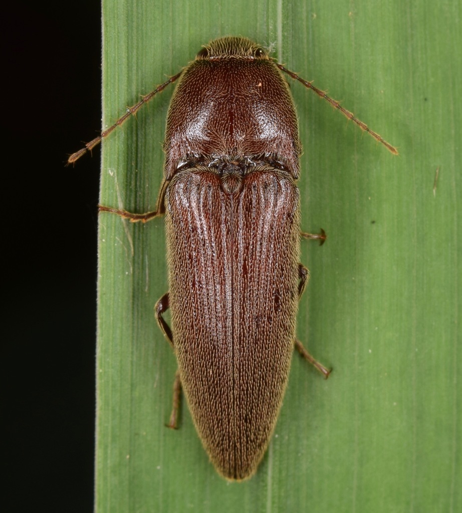 Melanotus (Click Beetles [Elateridae] of Georgia) · iNaturalist