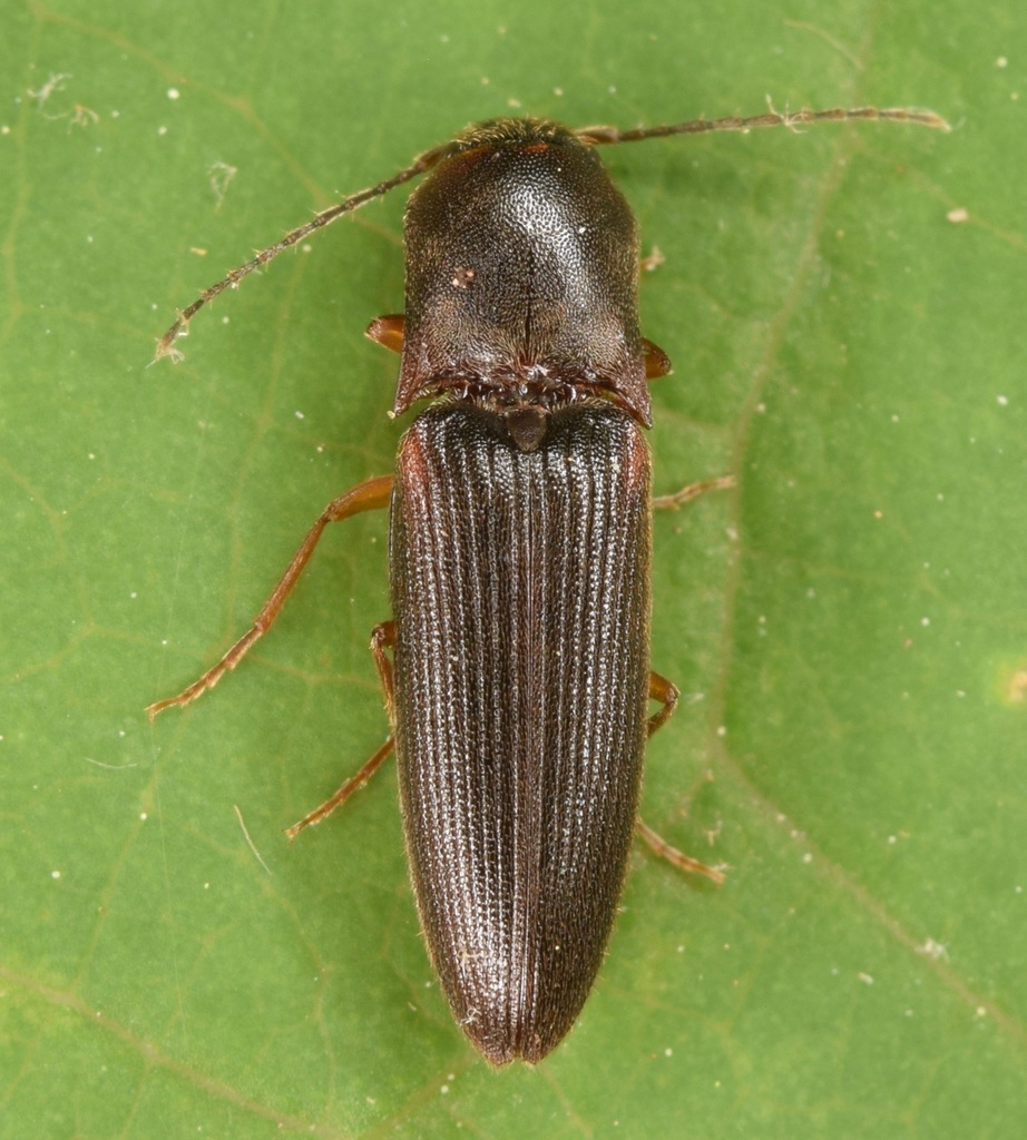 Dalopius (Click Beetles [Elateridae] of Georgia) · iNaturalist