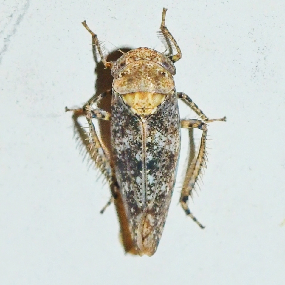 Paraphlepsius collitus (A guide to the Ecdysozoa: Insecta: Hemiptera ...