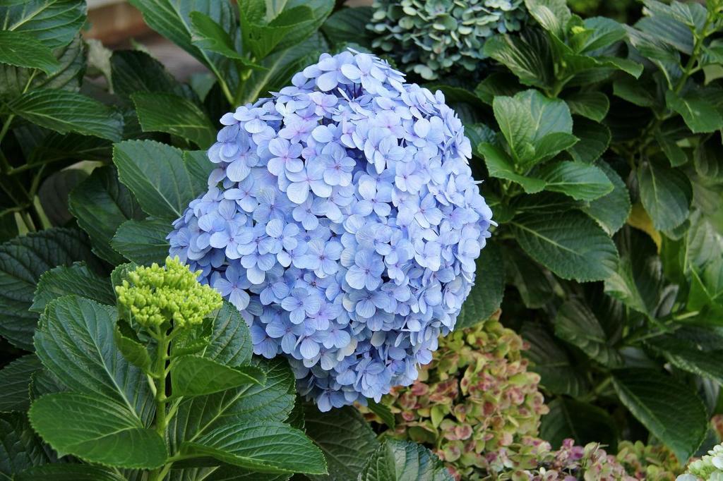 Hortensia Plantas Comunes En Medellín · Naturalista Colombia