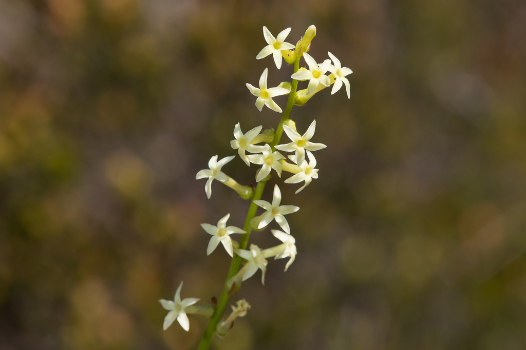 Bushy Candles (Stackhousia aspericocca) - Botanical Realm